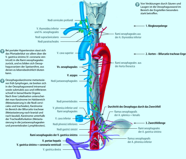 Diagnostik und Therapie – allgemein | SpringerLink