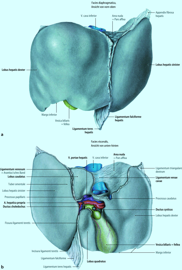 Diagnostik und Therapie – allgemein | SpringerLink