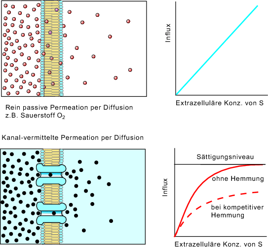 Leben und Energie II, Energieumsetzung in der Zelle und im Individuum ...