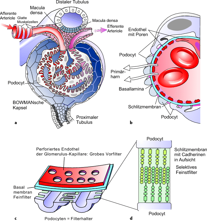 Entsorgung und Wasserhaushalt: Die Niere — Entsorgung des ...