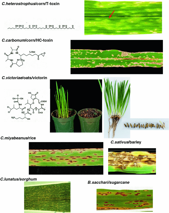 Comparative Genomics of Cochliobolus Phytopathogens | SpringerLink