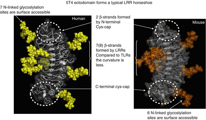 Immunotherapies Targeting a Tumor-Associated Antigen, 5T4 Oncofetal ...