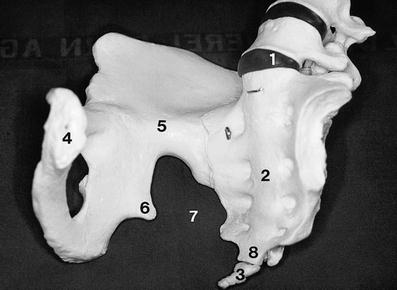 Pathologische Geburt und vaginaloperative Entbindung | SpringerLink