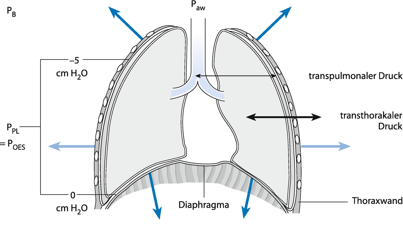 Anästhesiologische Beurteilung des Patienten: Respiratorisches System ...