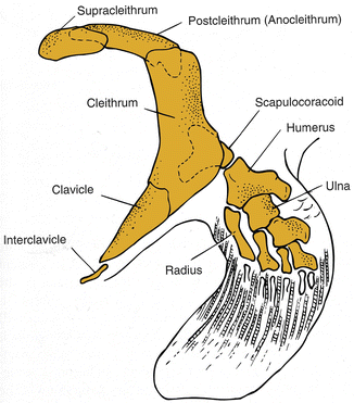 Comparative Anatomy of the Shoulder | SpringerLink