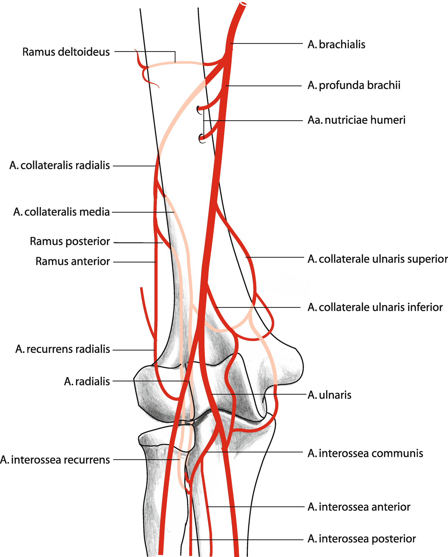 Anatomie der Gefäße: Obere Extremität | SpringerLink