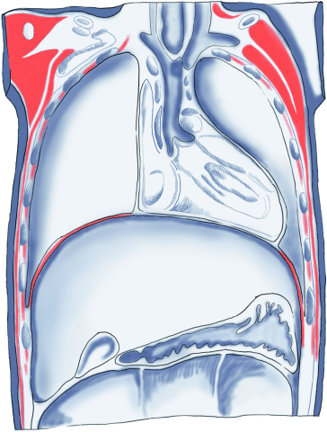 Anatomie und Physiologie der Atmung | SpringerLink