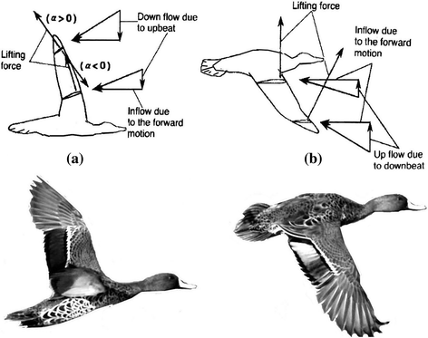 Birds | SpringerLink