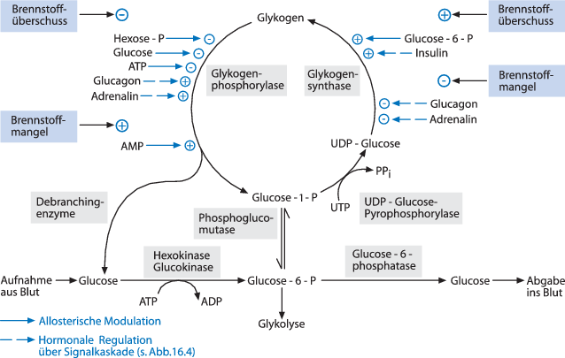 Gluconeogenese, Glykogen, Disaccharide und Pentosephosphatweg ...