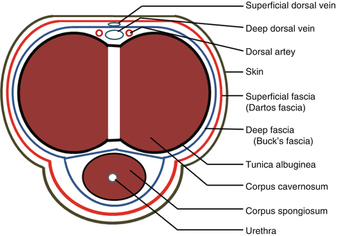 Classification of Soft Tissue Filler | SpringerLink