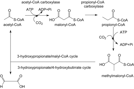 Enzymatic Conversion of CO2 (Carboxylation Reactions and Reduction to ...