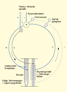 Die neurologische Untersuchung und die wichtigsten Syndrome | SpringerLink