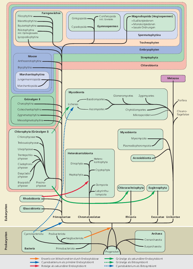 Organisationsformen von Pflanzen | SpringerLink