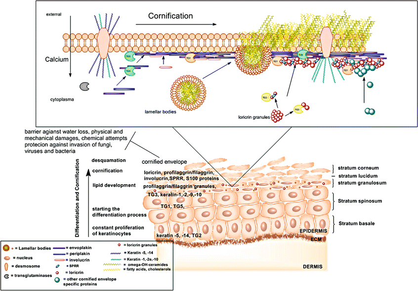 Changes in the Composition of the Cornified Envelope During Skin Aging ...