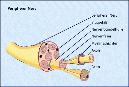 Ein Blick in die Anatomie des peripheren Nervensystems | SpringerLink