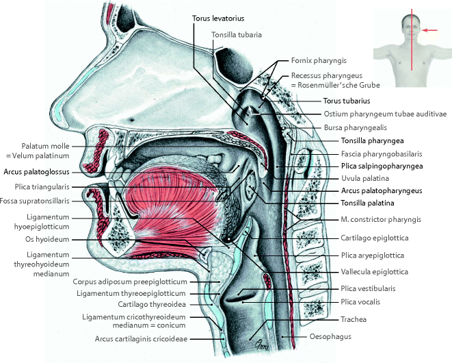 Grundlagen der Pneumologie | SpringerLink