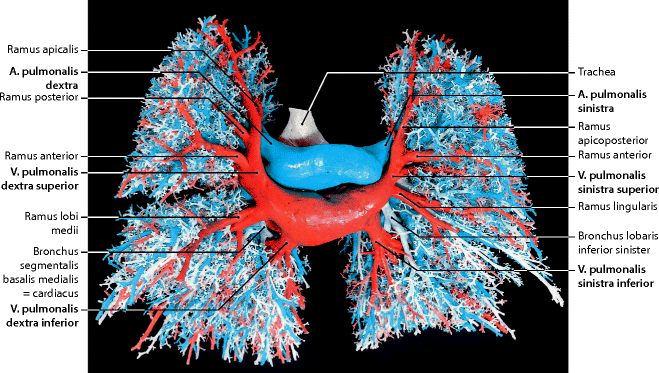 Grundlagen der Pneumologie | SpringerLink