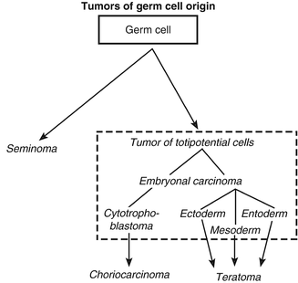 Germ Cell Tumors: Classifications, Definitions, and Terminology ...