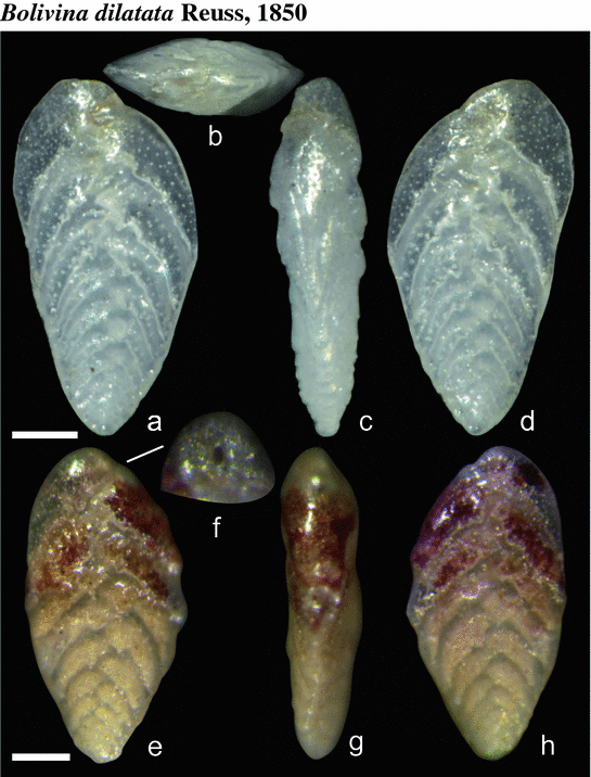 Order Rotaliida Delage et Hérouard, 1896 | SpringerLink