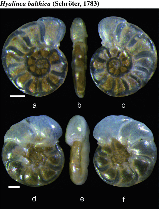 Order Rotaliida Delage et Hérouard, 1896 | SpringerLink