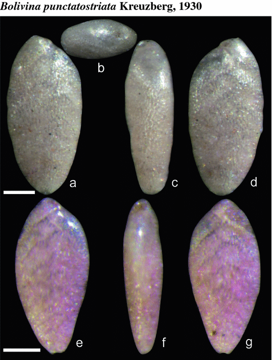 Order Rotaliida Delage et Hérouard, 1896 | SpringerLink