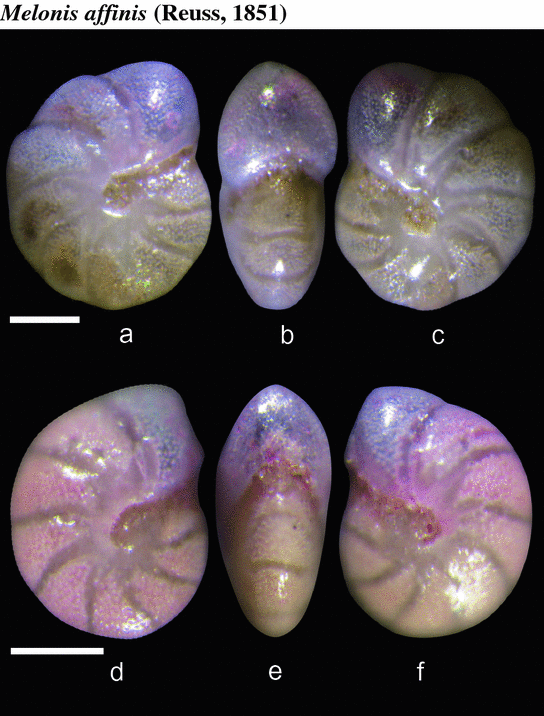 Order Rotaliida Delage et Hérouard, 1896 | SpringerLink
