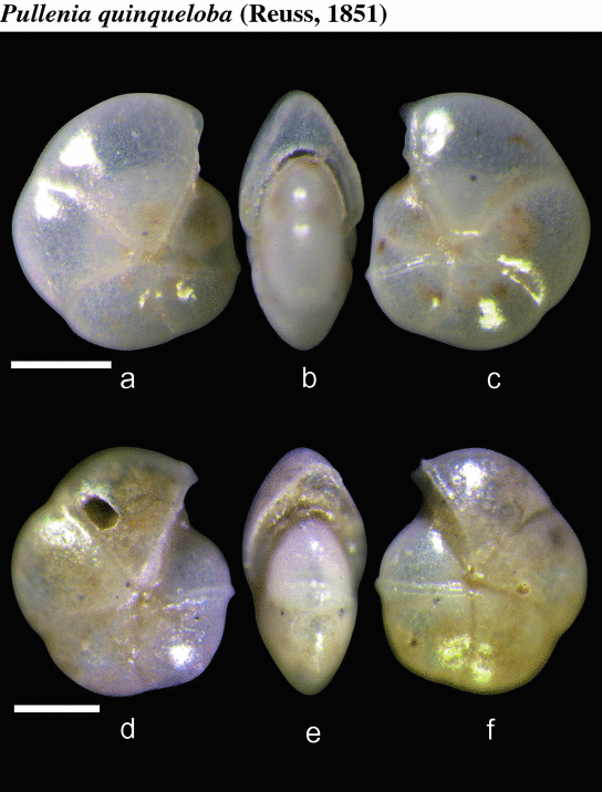 Order Rotaliida Delage et Hérouard, 1896 | SpringerLink