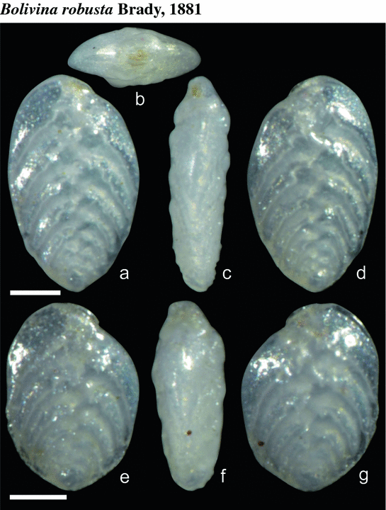 Order Rotaliida Delage et Hérouard, 1896 | SpringerLink