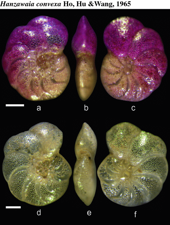 Order Rotaliida Delage et Hérouard, 1896 | SpringerLink