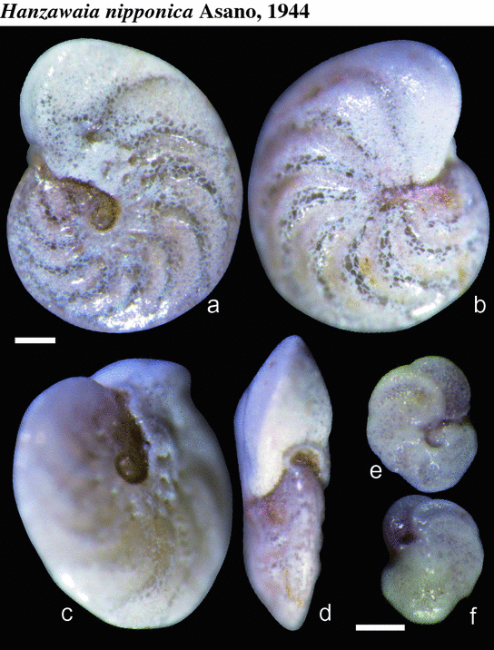 Order Rotaliida Delage et Hérouard, 1896 | SpringerLink