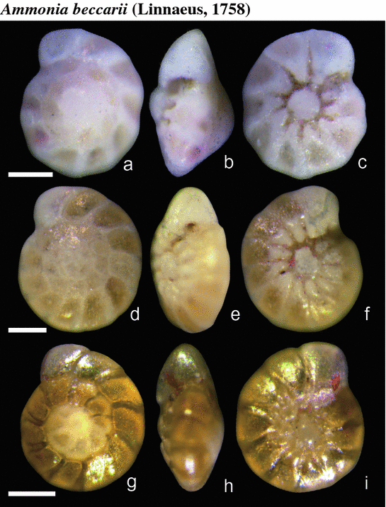 Order Rotaliida Delage et Hérouard, 1896 | SpringerLink