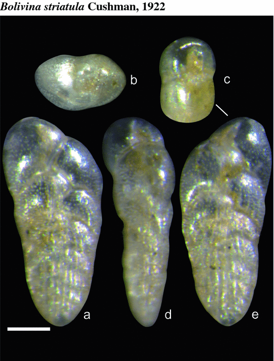 Order Rotaliida Delage et Hérouard, 1896 | SpringerLink