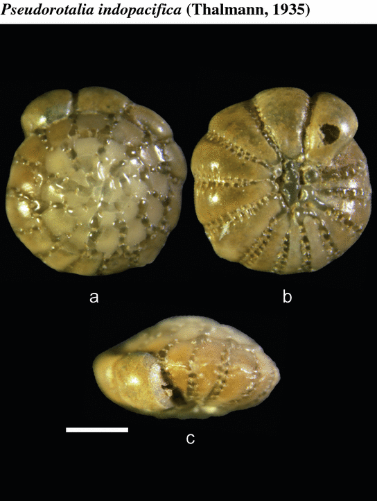 Order Rotaliida Delage et Hérouard, 1896 | SpringerLink