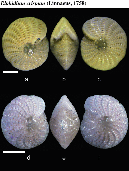 Order Rotaliida Delage et Hérouard, 1896 | SpringerLink
