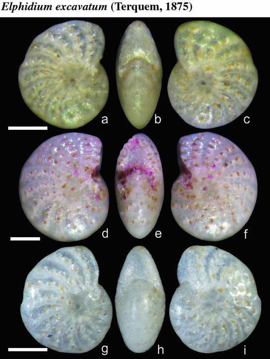 Order Rotaliida Delage et Hérouard, 1896 | SpringerLink