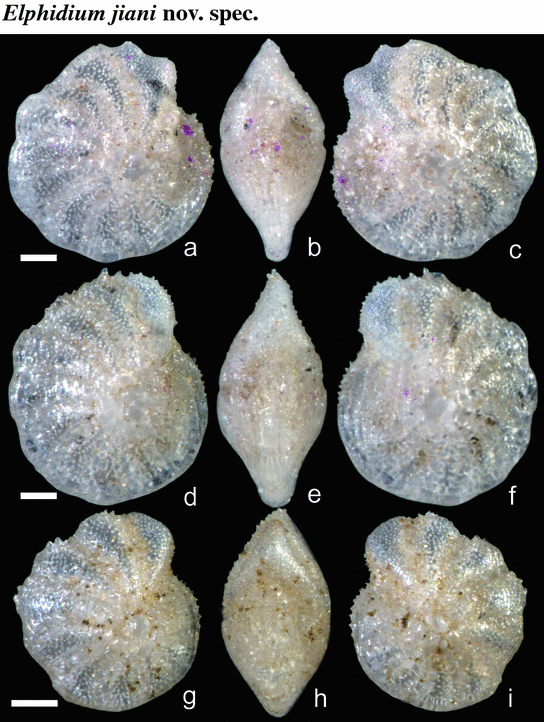 Order Rotaliida Delage et Hérouard, 1896 | SpringerLink