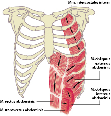 Anatomische und physiologische Grundlagen | SpringerLink