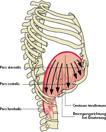 Anatomische und physiologische Grundlagen | SpringerLink