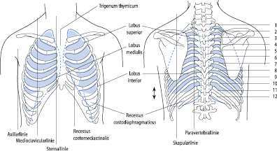 Anatomie der Atmungsorgane | SpringerLink