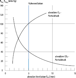Physiologie der Atmung | SpringerLink