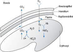 Physiologie der Atmung | SpringerLink