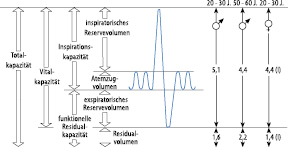 Physiologie der Atmung | SpringerLink