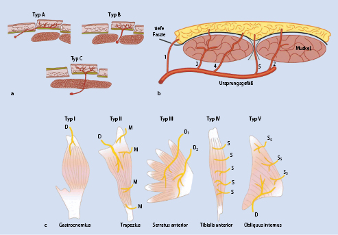 Rekonstruktive Plastische Chirurgie: Defektdeckung mit freien und ...