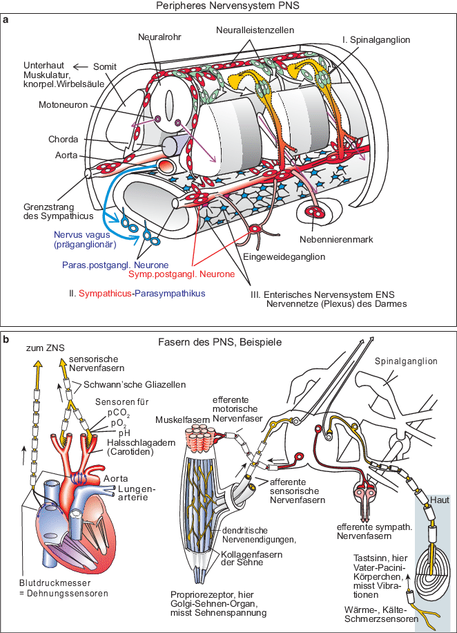 Das Nervensystem und zentrale Sinnesorgane | SpringerLink