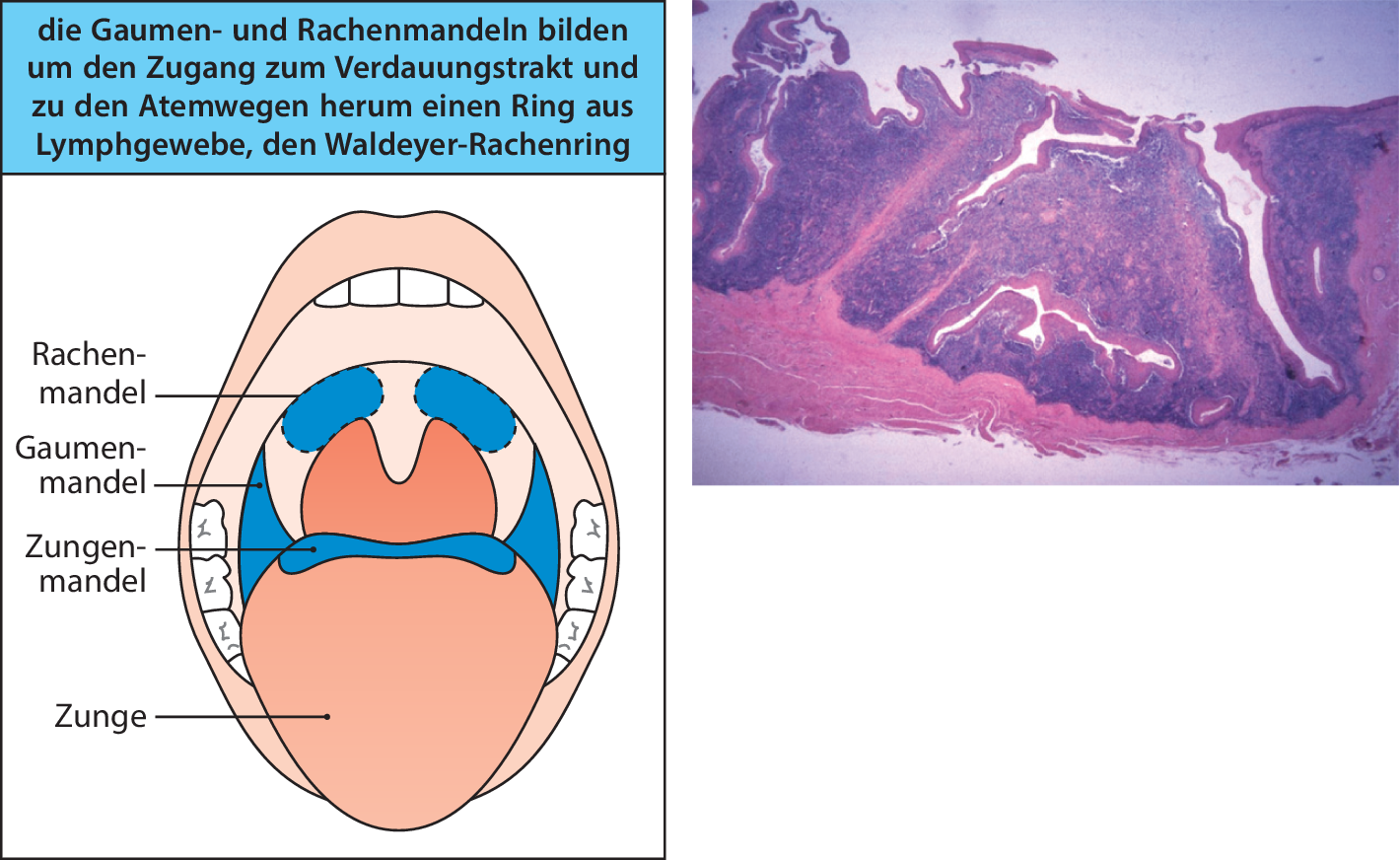 Das mucosale Immunsystem | SpringerLink