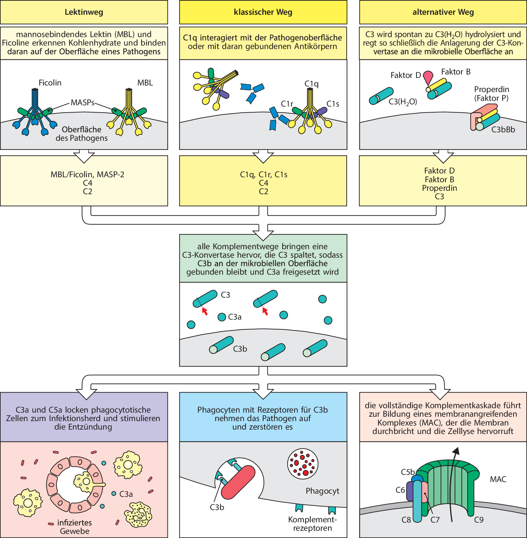 Die angeborene Immunität | SpringerLink