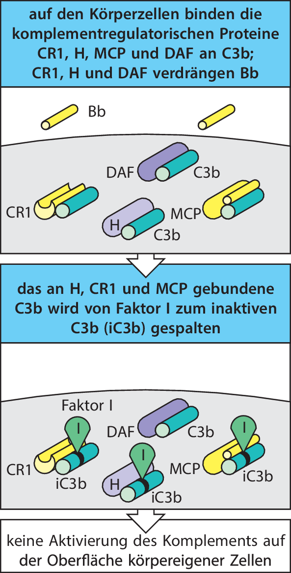 Die angeborene Immunität | SpringerLink