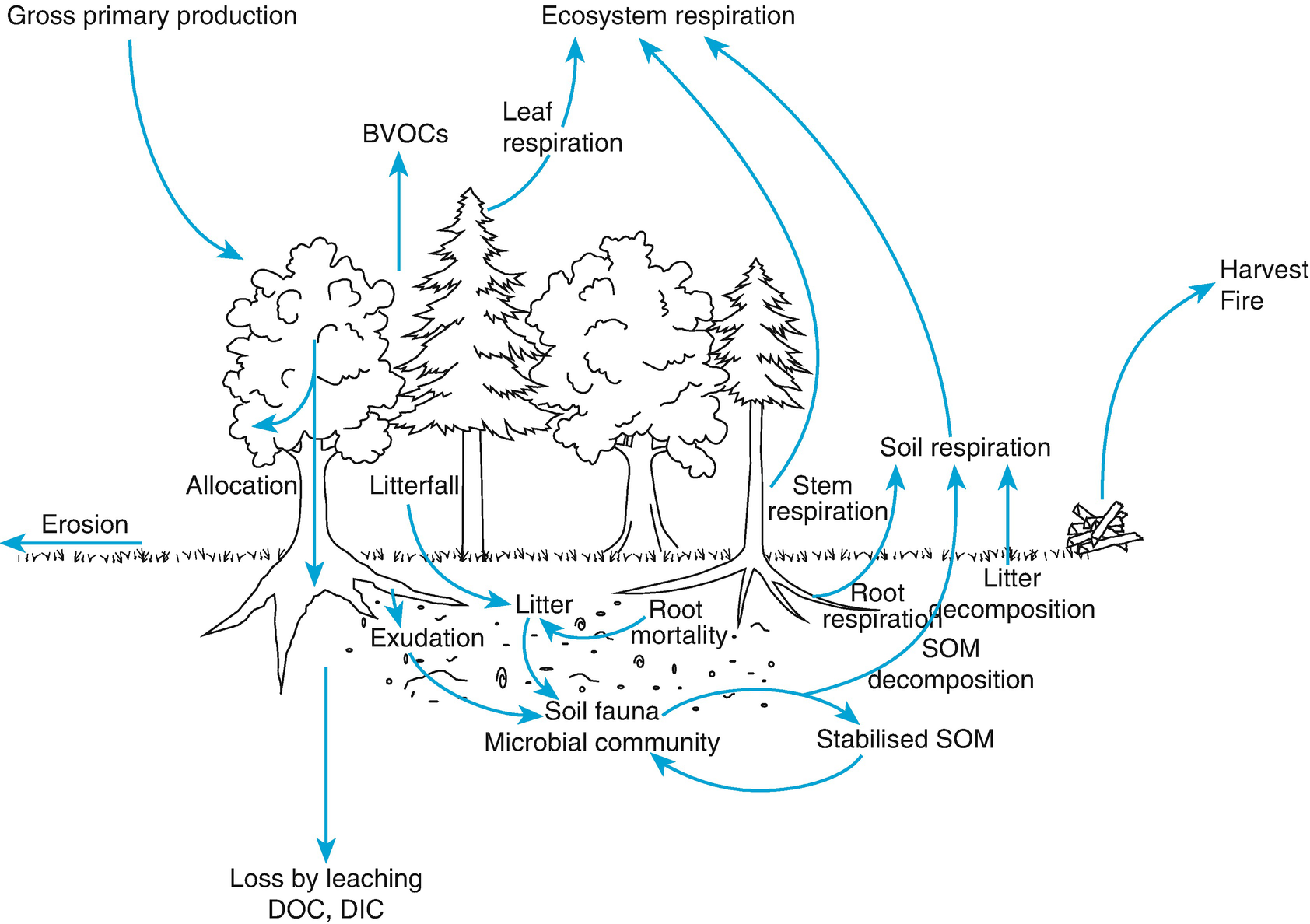 Biogeochemical Fluxes in Terrestrial Ecosystems | SpringerLink