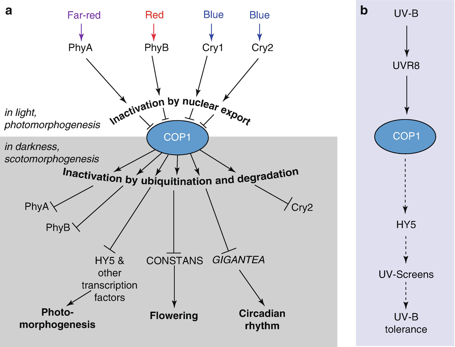 Light | SpringerLink