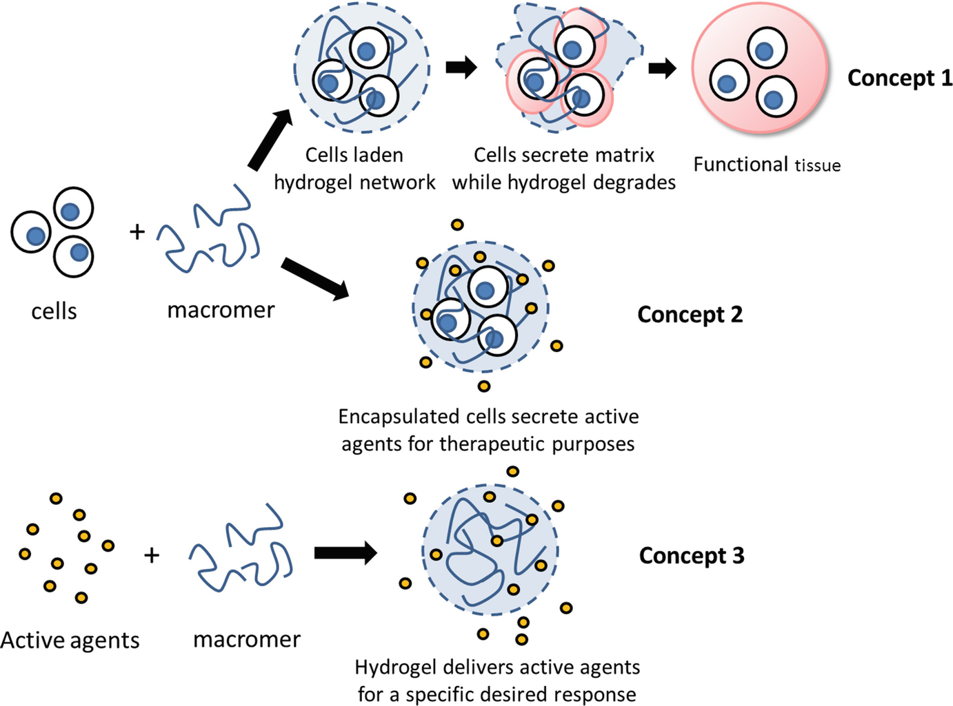Biosynthetic Hydrogels for Cell Encapsulation | SpringerLink